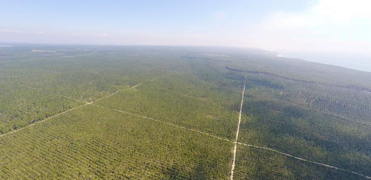 O Pinhal de Leiria não foi mandado plantar por D. Dinis? Nem para ...